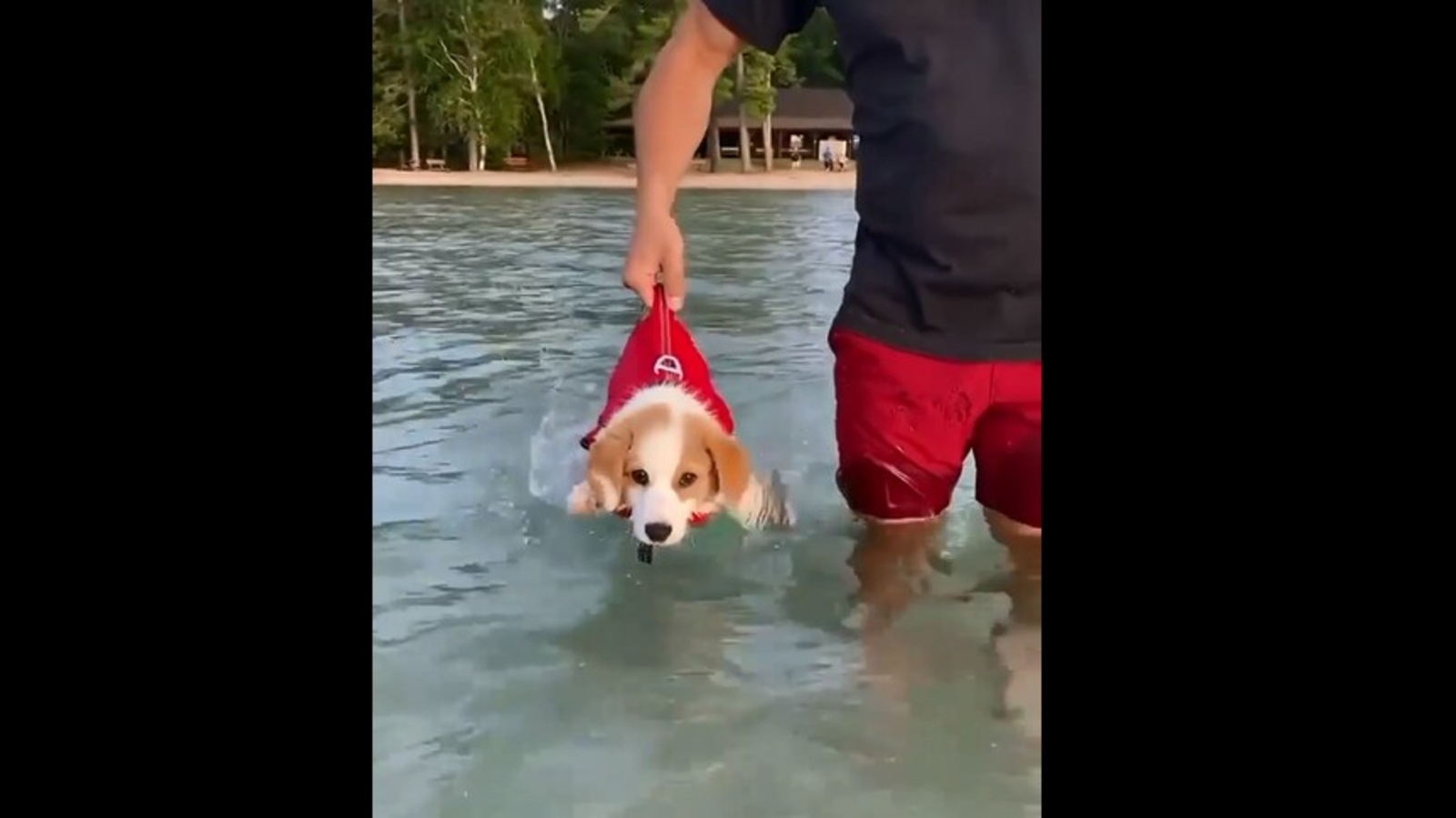 Video of a ‘very confident’ doggo learning to swim will make your day ...