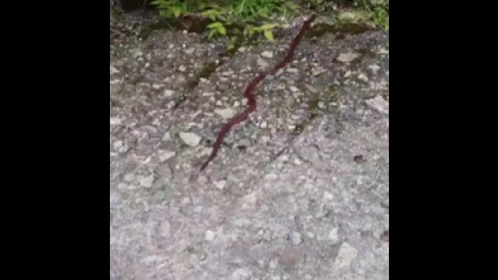 Rare venomous snake found in Uttarakhand, first in the state | Trending