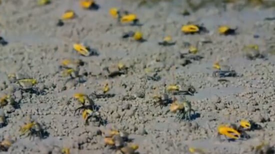 Crabs move in perfect synchronization, viral video may leave you amazed ...