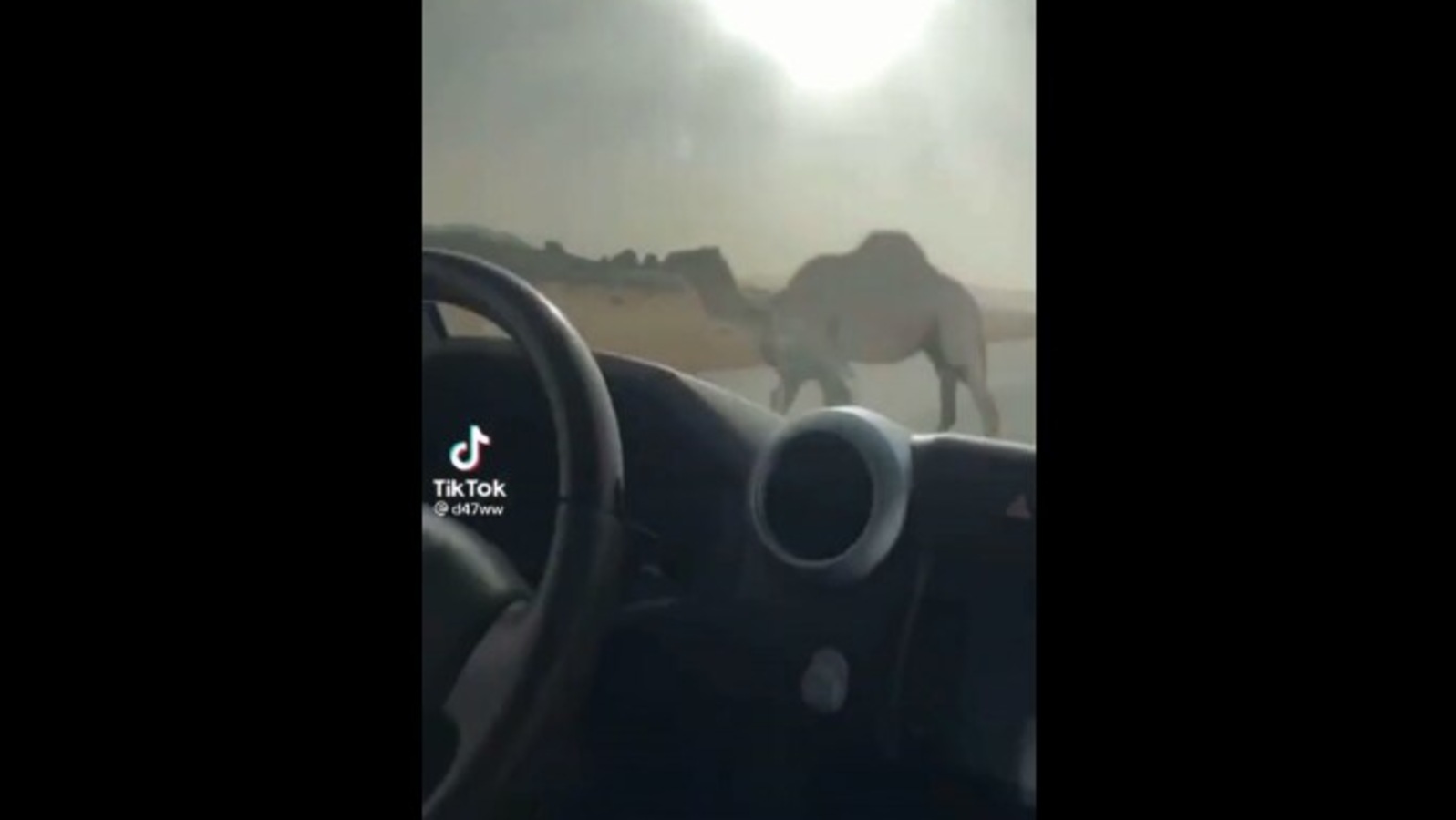 Man employs unusual way to move a camel and its calf from middle of the ...