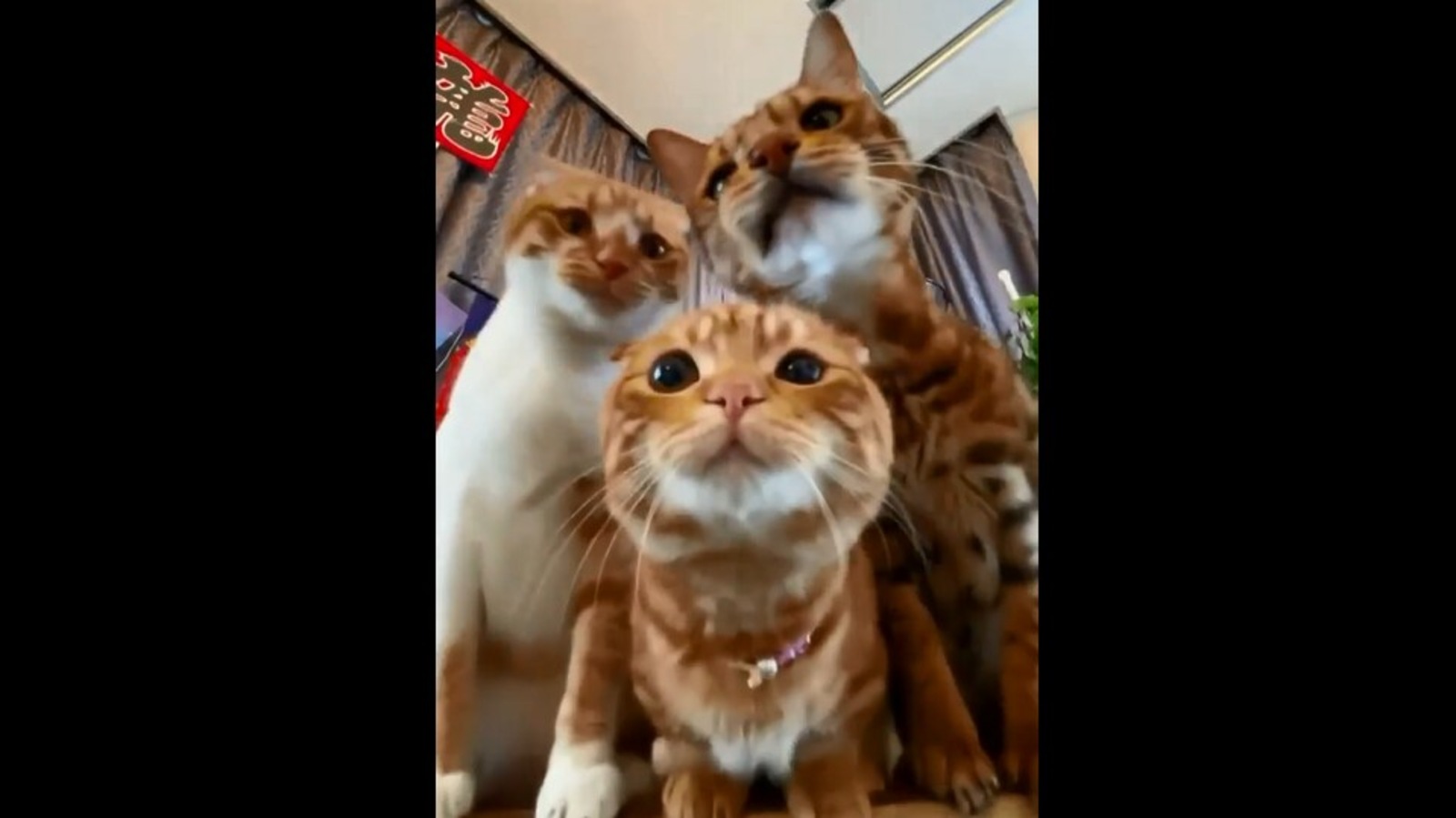 Video Of A cat Pack With Purrfect Table Manners Is Too Cute To Handle