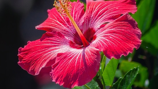 6 beautiful, edible flowers with medicinal properties | Hindustan Times