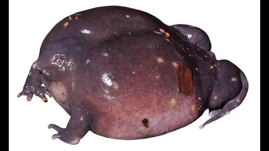 Meet India’s undisputed frog prince | Hindustan Times