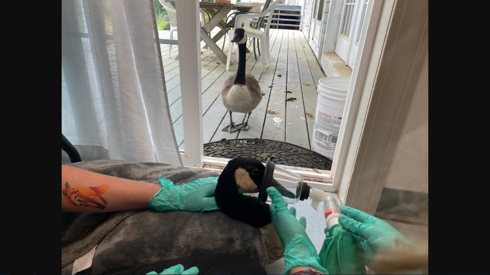 Goose undergoing emergency surgery gets surprise visit from mate. See ...
