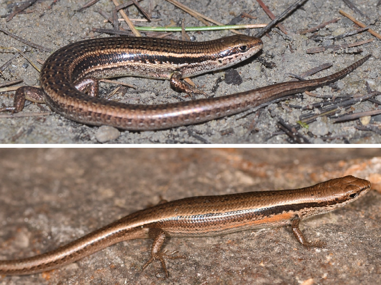 Wildbuzz: Pak bunker mein saamp ki mausi - Hindustan Times