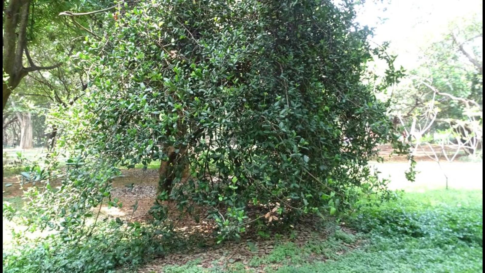 Census finds 104 rare species of trees in Pune city - Hindustan Times