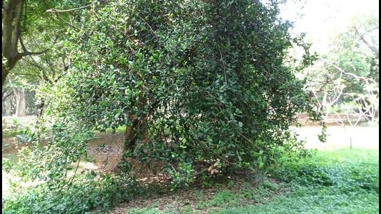 Census finds 104 rare species of trees in Pune city - Hindustan Times