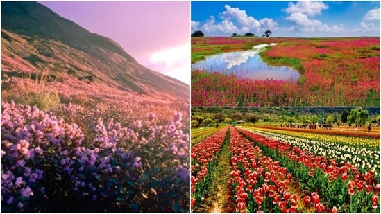 Photos: Here are 5 best flower valleys in India that will surely take ...