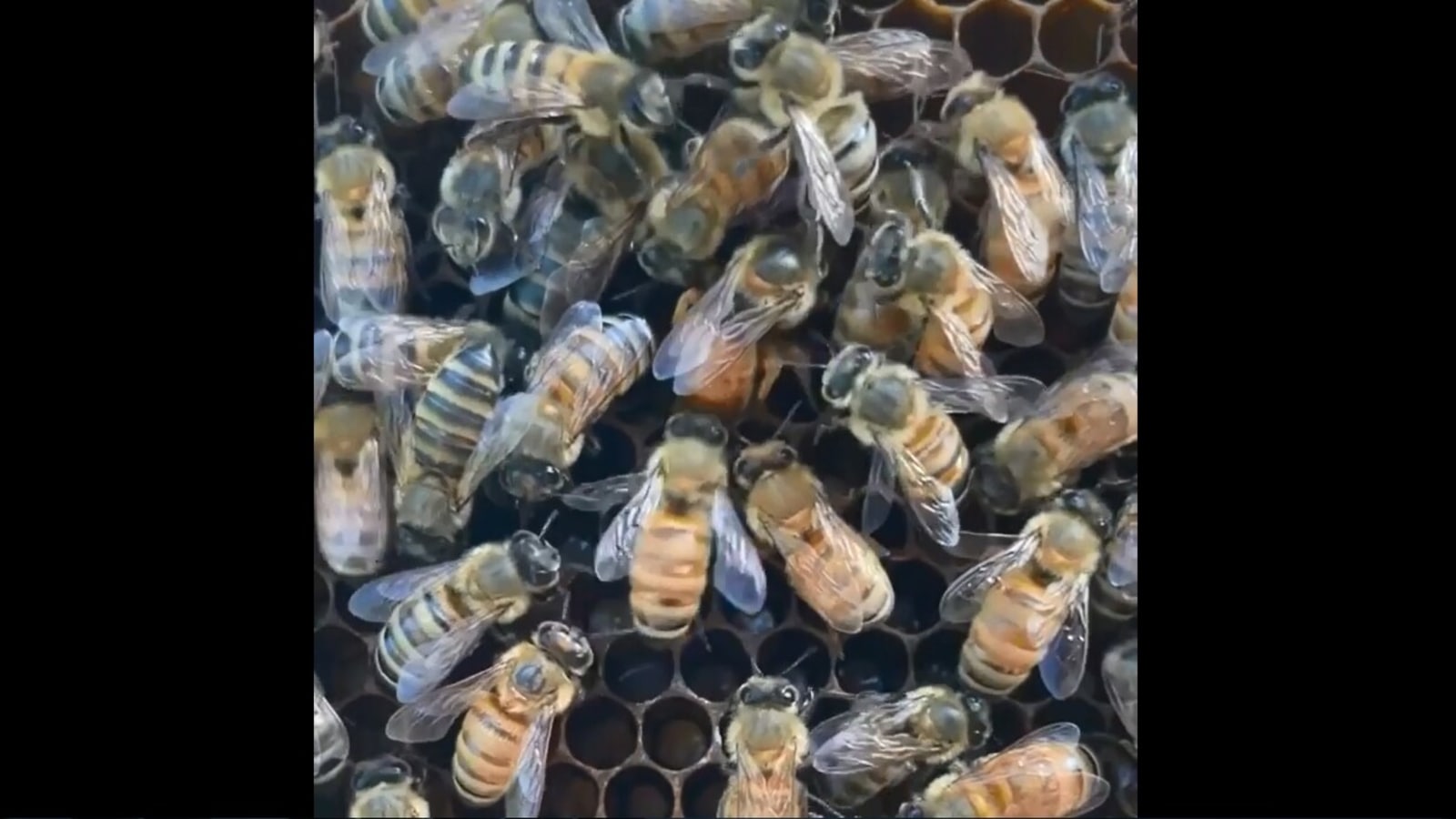 Video showing a queen bee laying an egg wows people. Watch viral clip ...