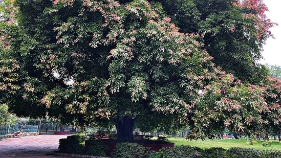 Delhiwale: Meet the blushing trees | Latest News Delhi