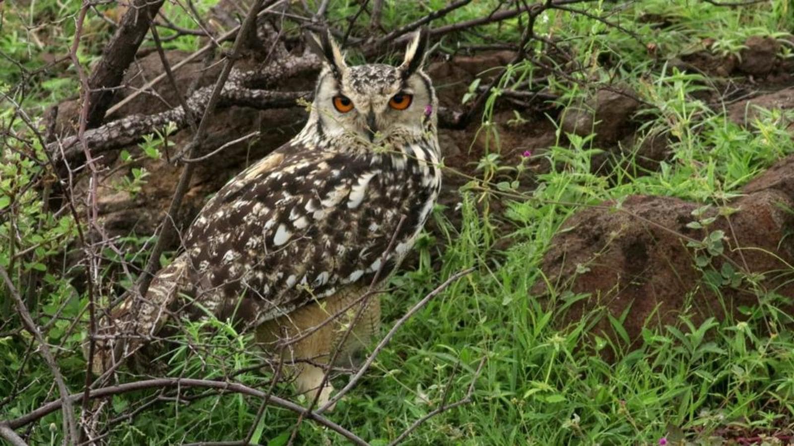 World Owl Awareness Day: 40% of respondents still afraid of owls, says ...