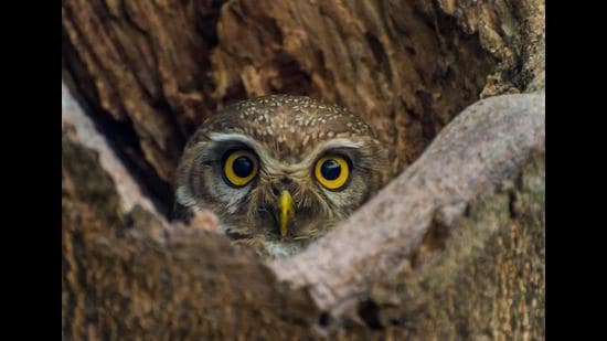 Wildbuzz | Owls! Phantoms of eerie hours - Hindustan Times