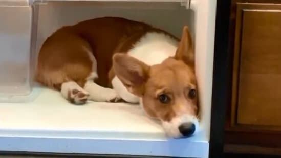 Video of doggo ‘just chilling’ goes viral with nearly seven million ...