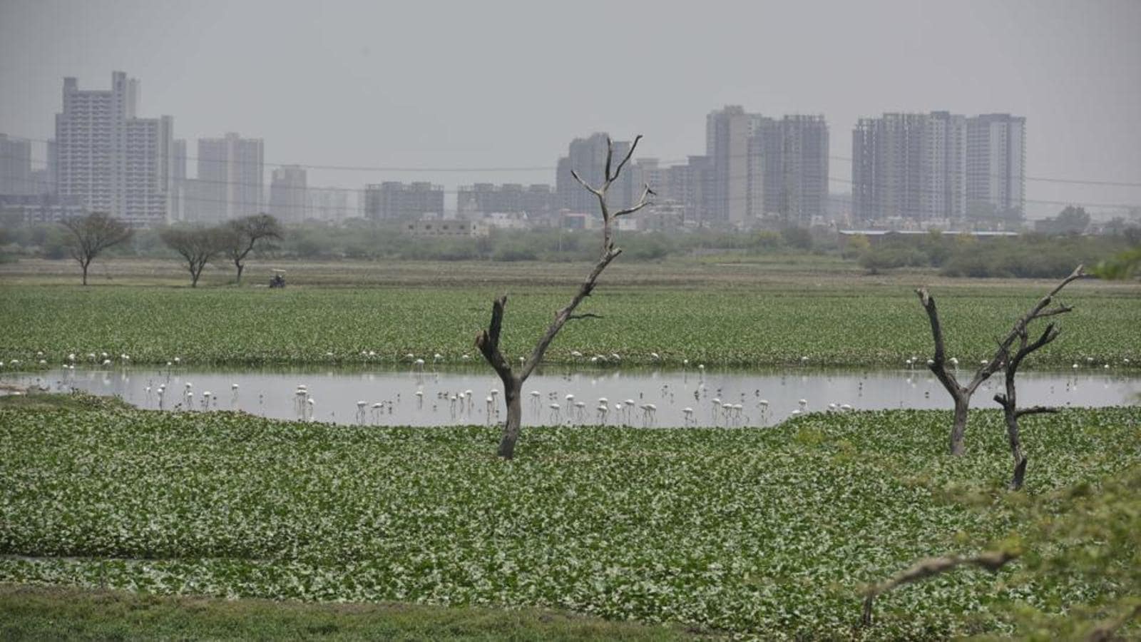 Najafgarh lake in fray to be Capital’s first bird sanctuary | Latest ...