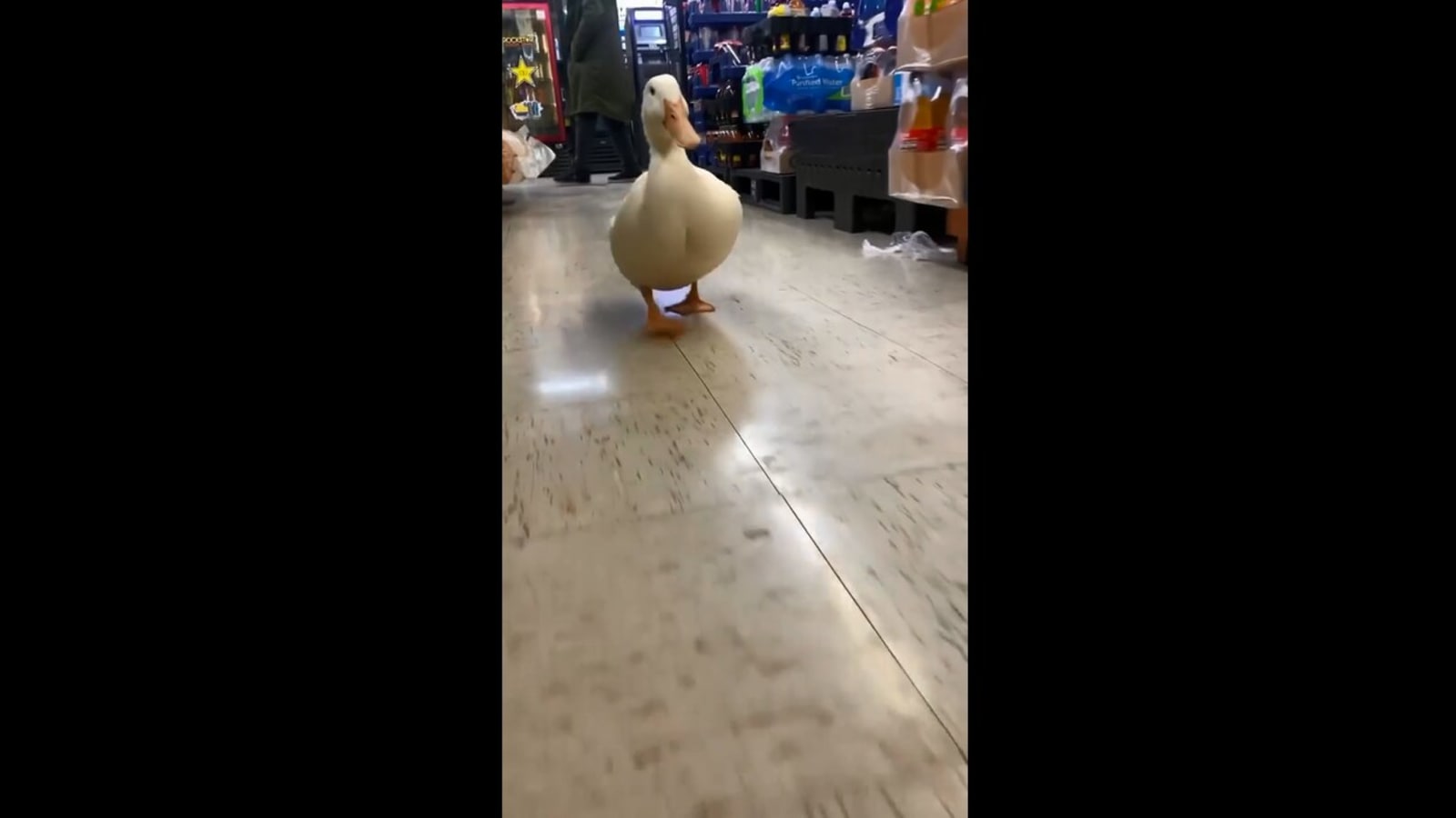 Nothing to see here just a duck exploring a store. Watch adorable viral ...