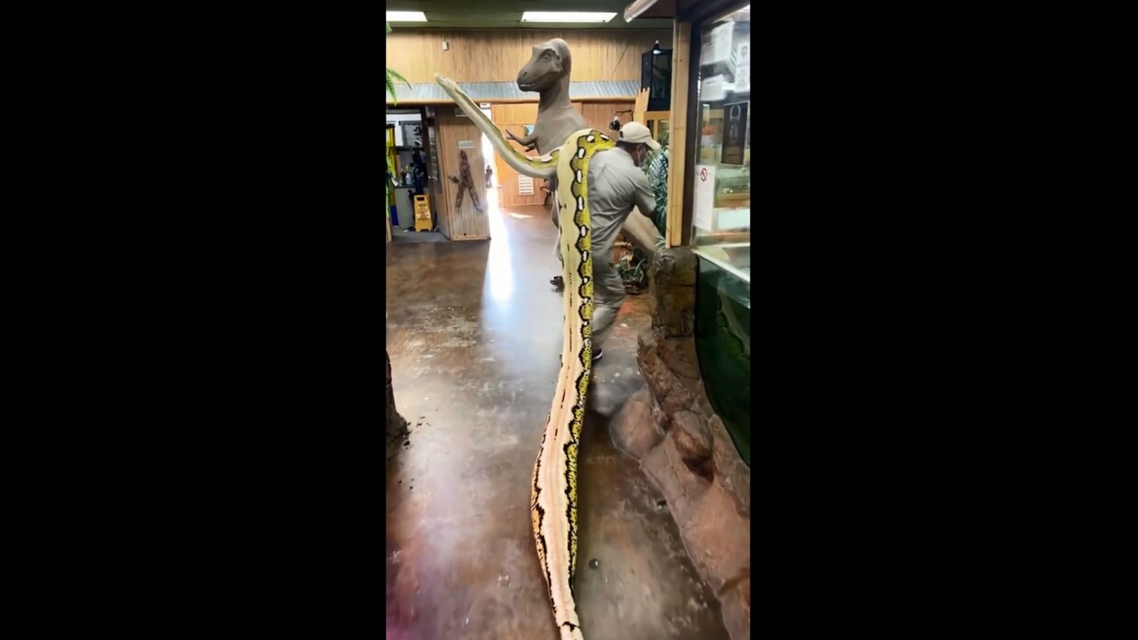 Man carries 22-foot-long snake on shoulder, viral video may make your ...
