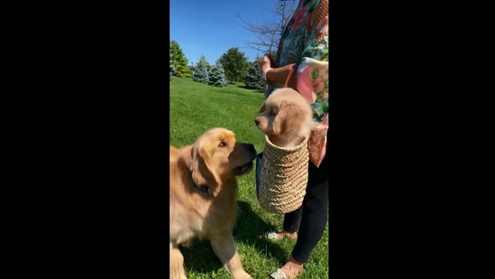 Big doggo’s way of welcoming tiny pup into family wins hearts. Watch ...