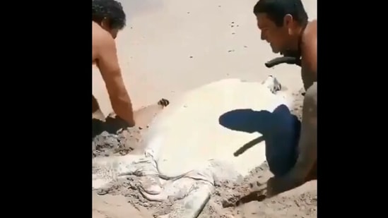 Men help flipped turtle get back to the sea. Old clip goes viral | Trending