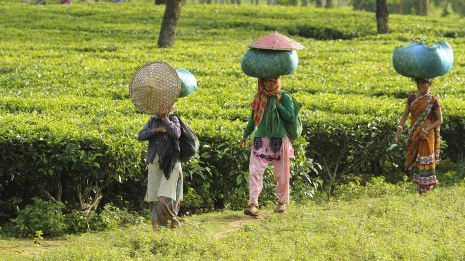 In 100 days, sowing the seeds of a New Assam - Hindustan Times