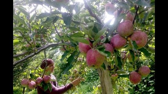 Himachal apple rates fall amid glut, low demand | Hindustan Times