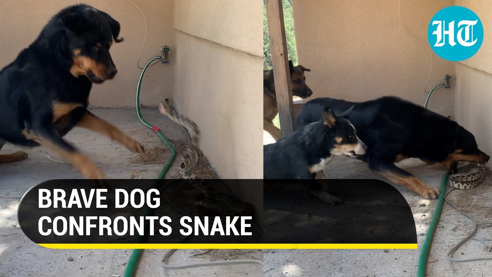 Dog bravely confronts snake to protect its human and a kitten ...