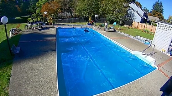 This video involving two dogs and a pool will leave you in splits ...