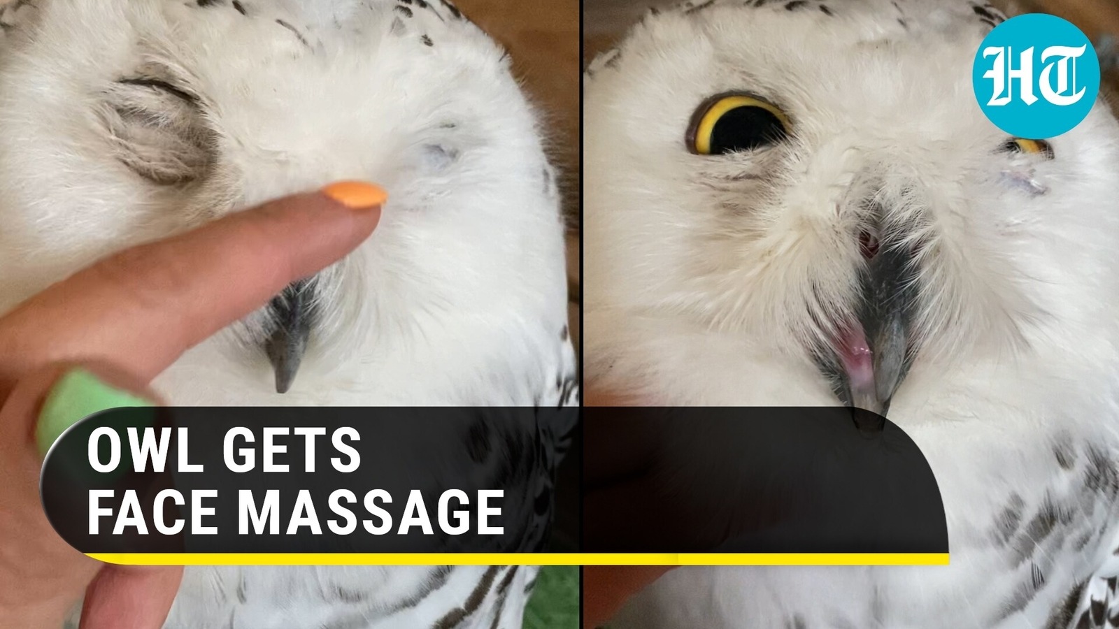 Owl’s reaction on getting face massage is too sweet to handle ...