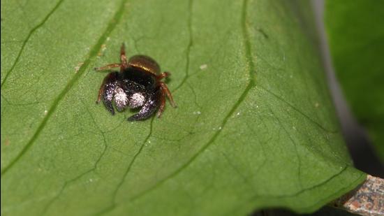 Species of jumping spider spotted for first time in India | Mumbai news