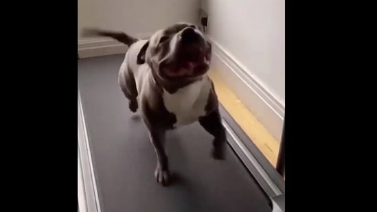 Brighten up your day with this happy doggo’s treadmill session. Watch ...