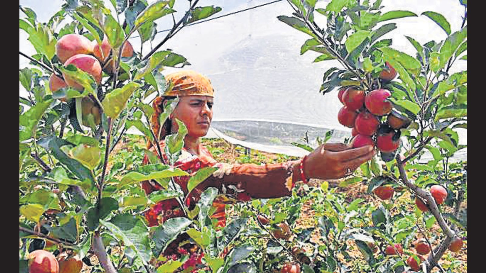 Himachal orchardists fear Washington, Iranian apples may steal the show ...