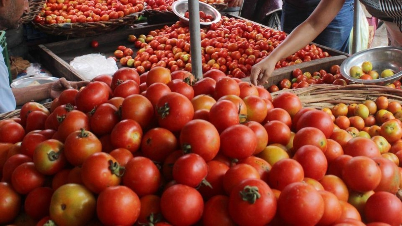 Tomato prices crash to ₹4 per kg amid supply glut in most growing ...