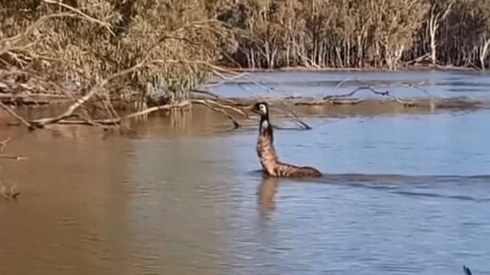 Emu swims in Australian lake, video reminds people of ‘Loch Ness ...