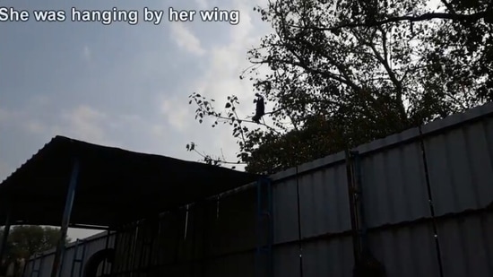 Bird hangs from tree after getting tangled in strings in Hyderabad, man ...