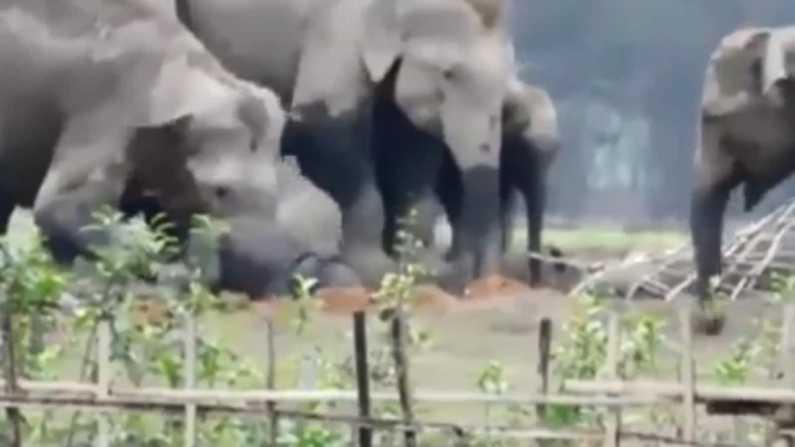 Here's how a mama elephant rescued its baby stuck in a pit. Watch ...