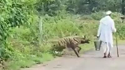 Hyena attacks 2 in Khed tehsil of Pune district, animal later found ...