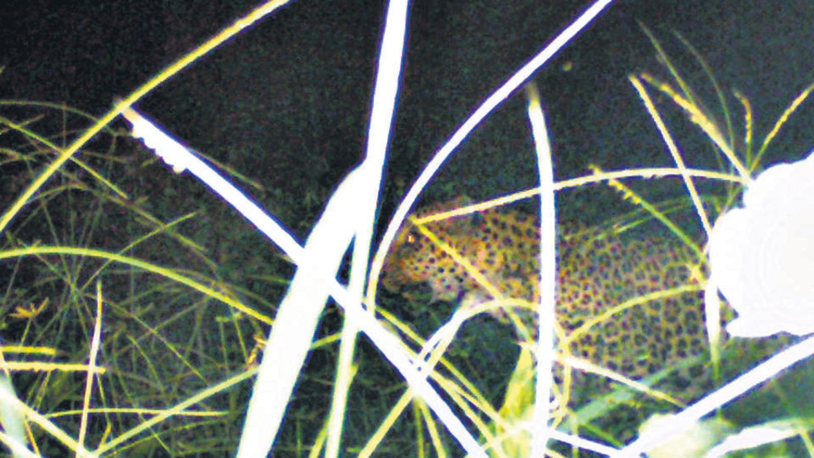 First leopard spotted during Asola sanctuary census | Latest News Delhi