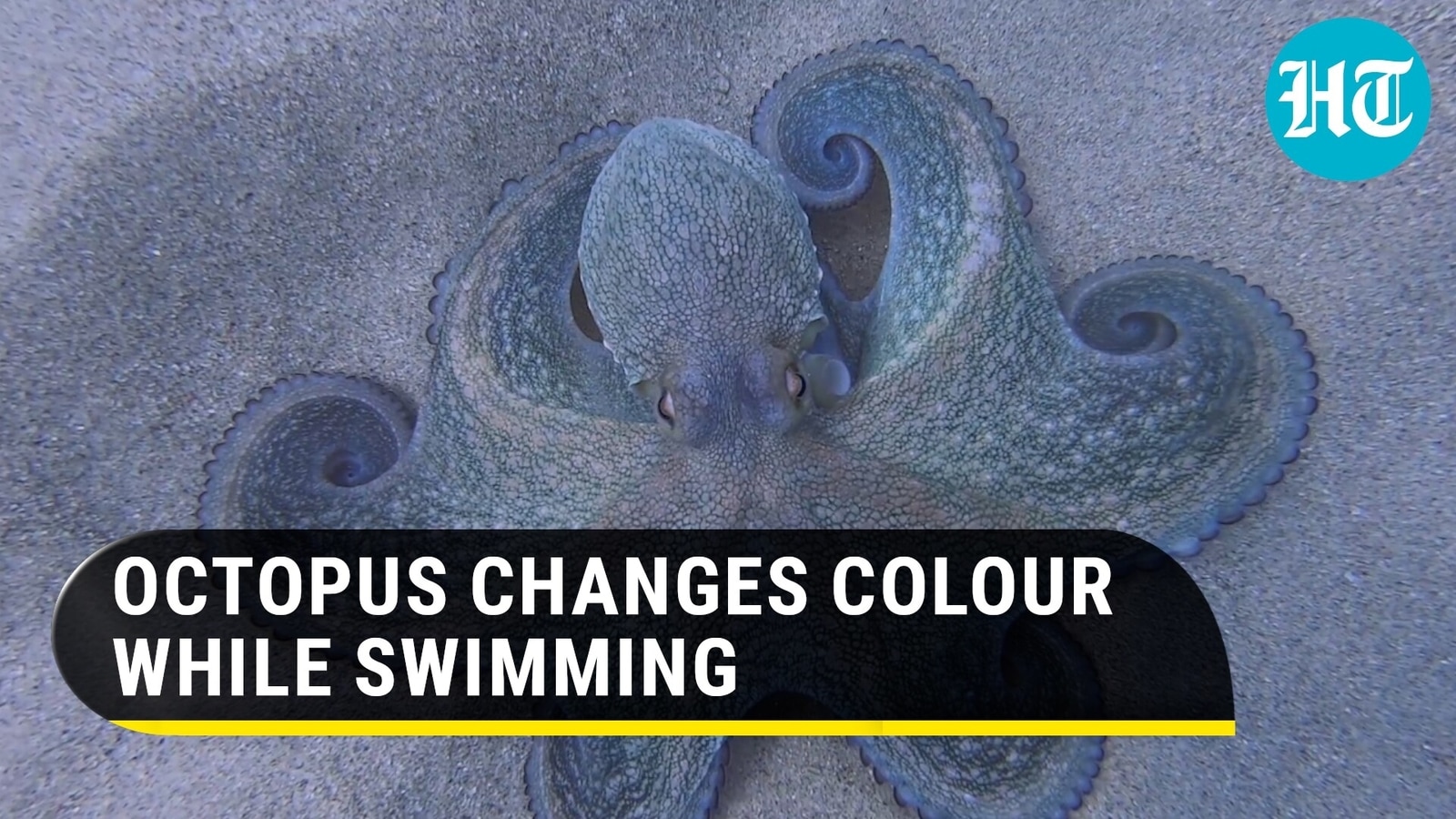 Octopus changes colour while swimming. Watch captivating video ...