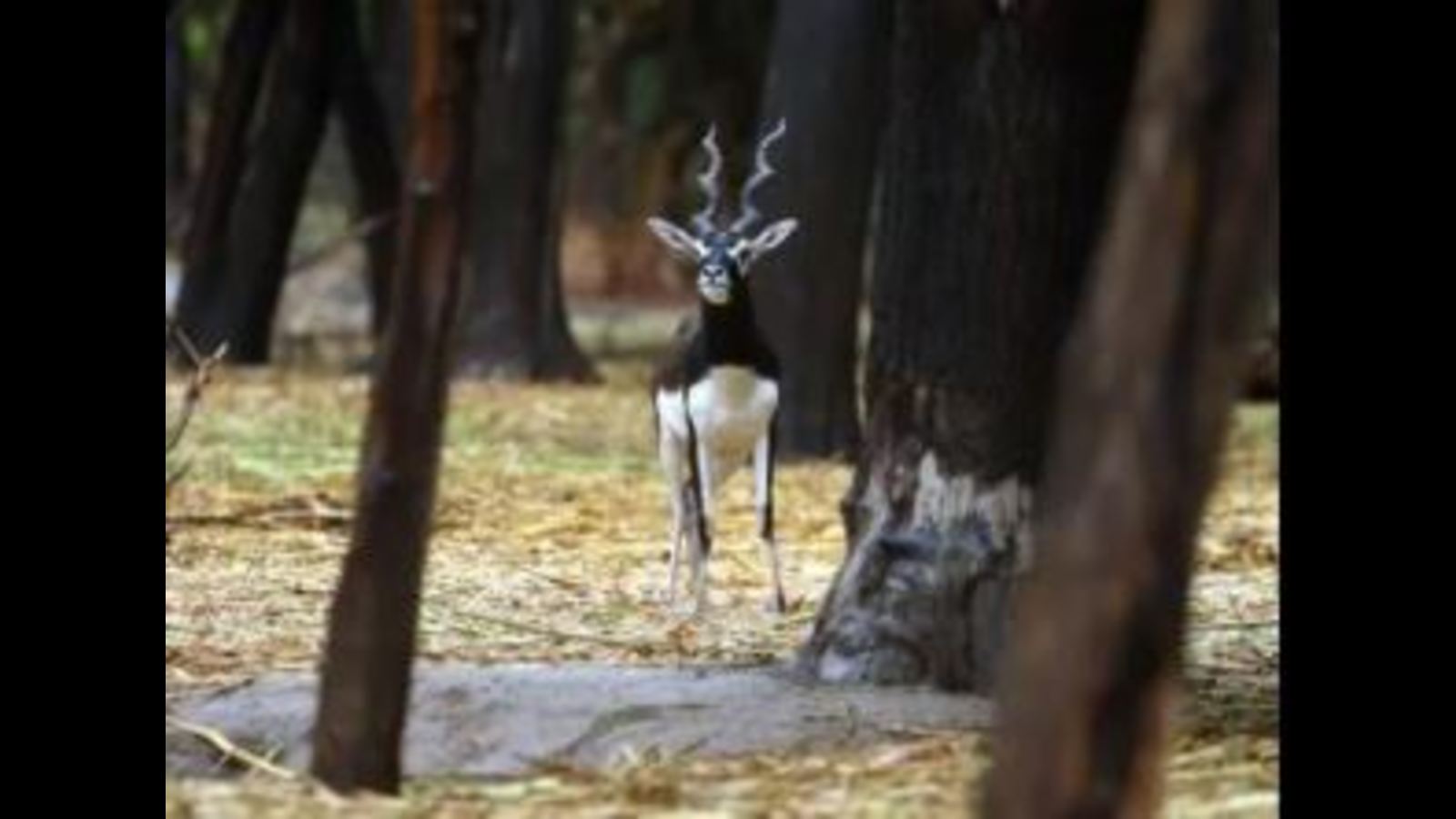Blackbuck deaths at Bathinda zoo due to poisoning caused by bacterial ...