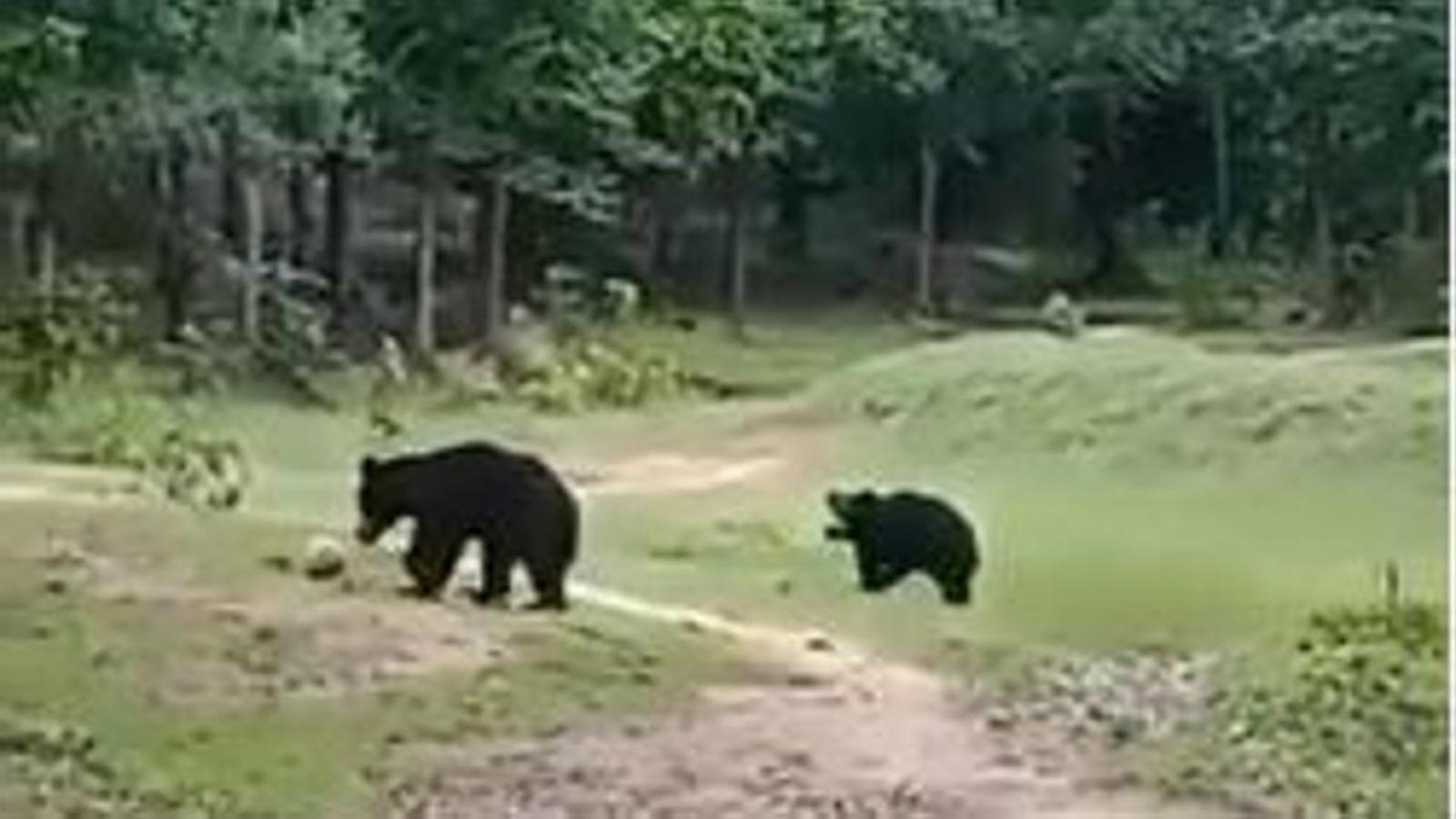 Video of wild bears playing football in Odisha goes viral | Hindustan Times