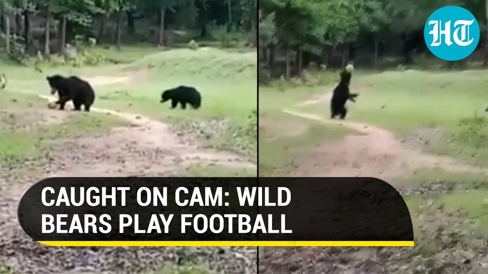 Watch: Two wild bears play football in Odisha’s Nabarangpur; video goes ...