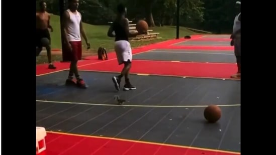 Squirrel joins players to ‘play’ basketball. Watch sweet video | Trending