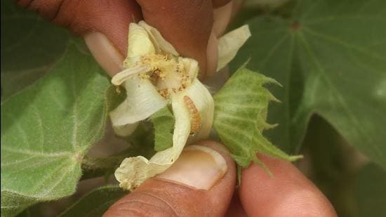 Alert sounded in Punjab’s cotton belt after pink bollworm attack in ...