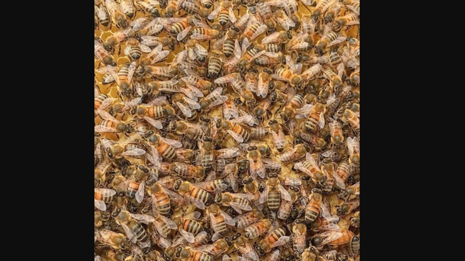 The queen bee of a hive is shown in this picture. Can you spot it ...