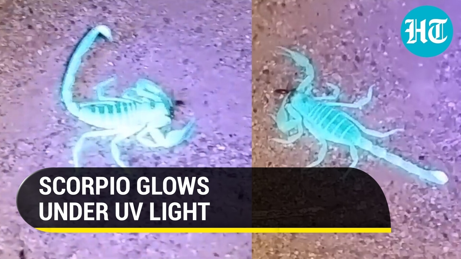 Video of scorpion glowing under UV light is both fascinating and creepy ...