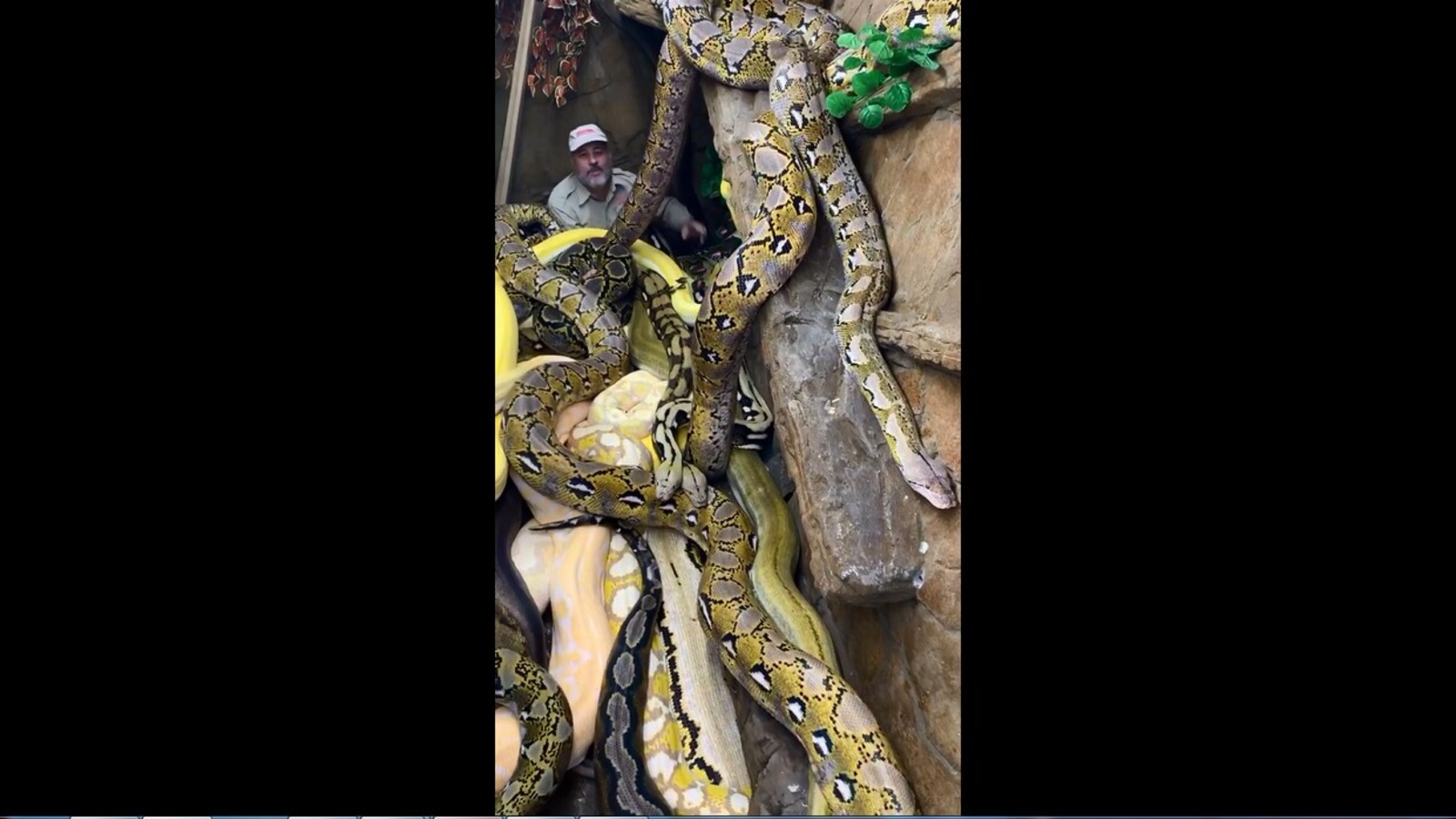 Man comfortably sits inside an enclosure filled with huge snakes. Watch ...