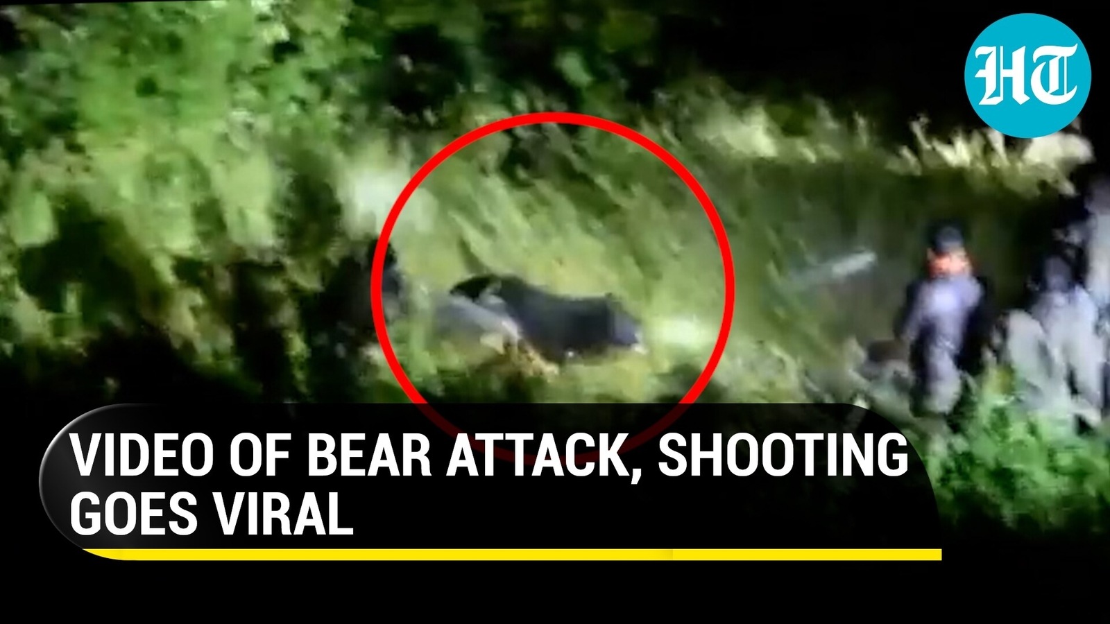 Viral video: Huge bear attacks forest officials, shot dead in self ...