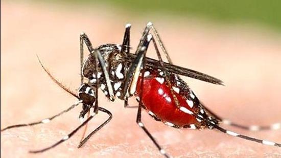 Mumbai sees 360 cases of dengue, up from 129 last year | Mumbai news