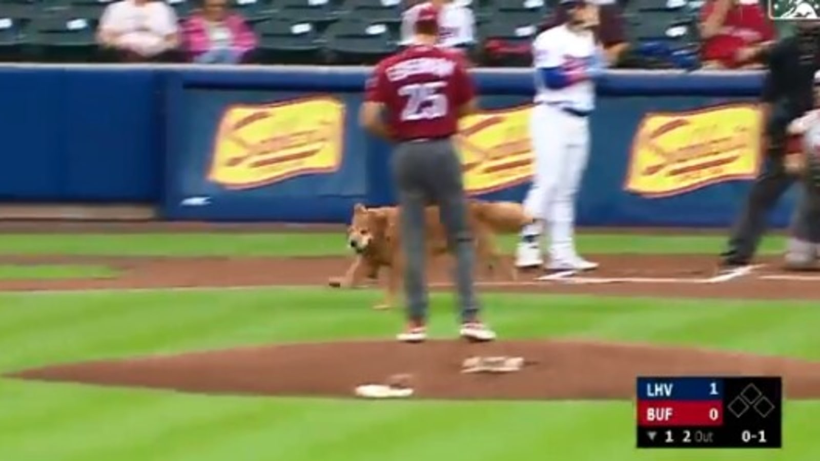 Excited dog interrupts baseball match, viral video amuses people | Trending