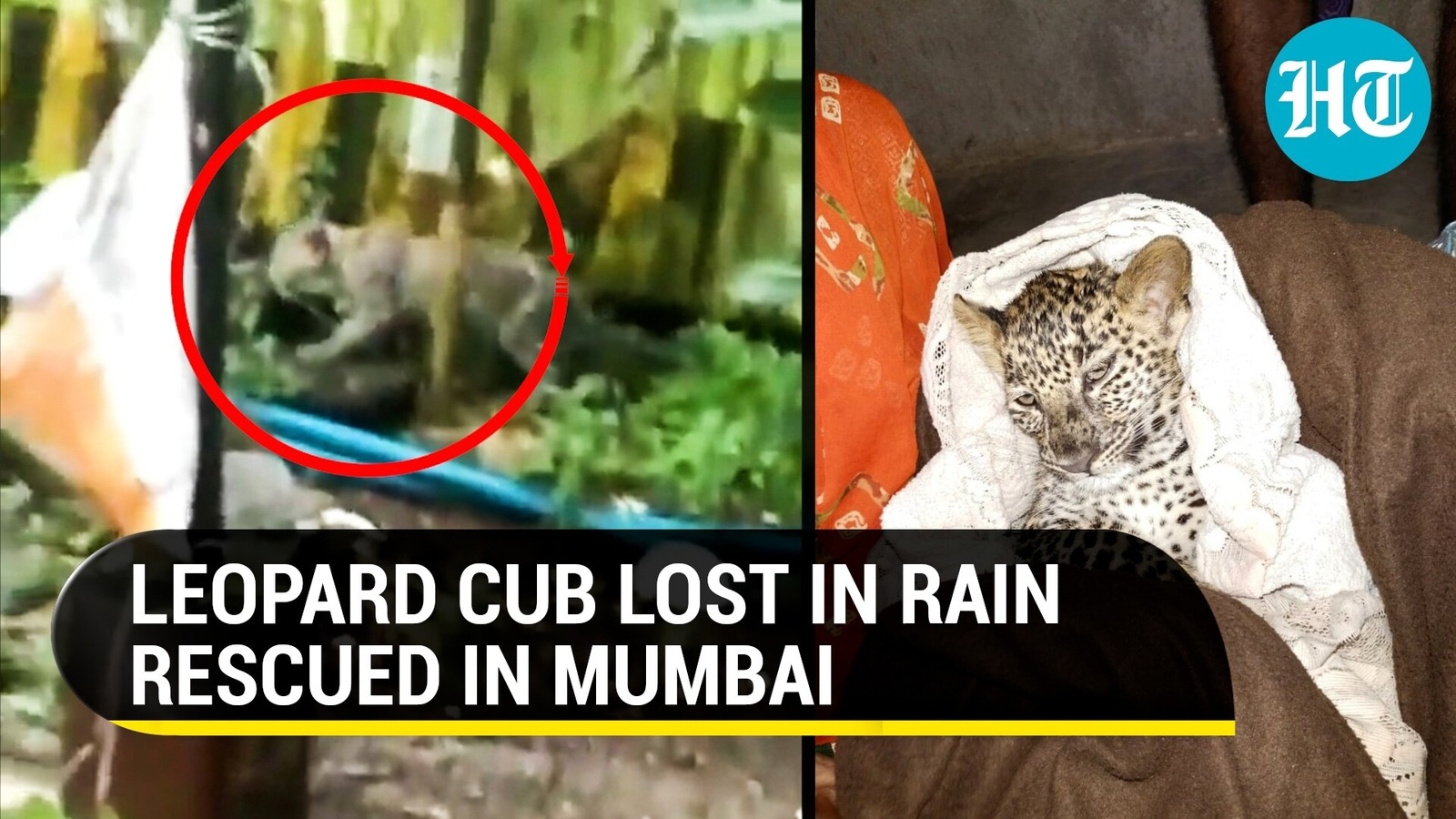 Leopard cub roams Mumbai’s Aarey colony amid rain; Watch how he was ...