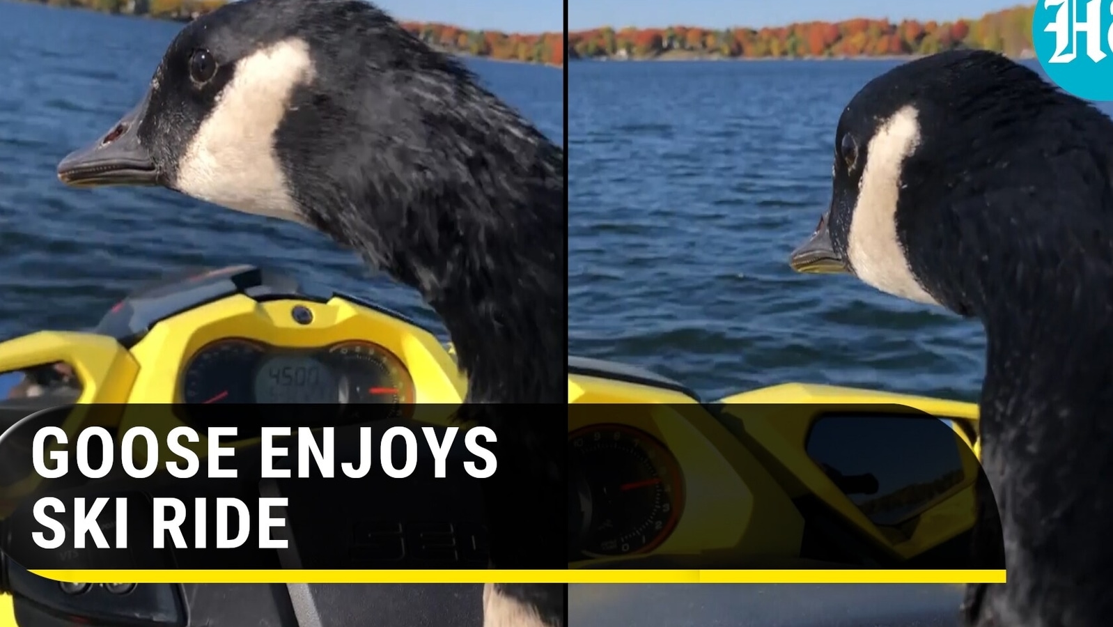 Goose enjoys ski ride with human. Watch amusing video | Hindustan Times